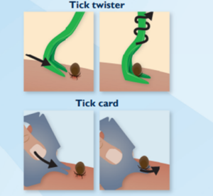 Be tick aware - stay safe from tick bites - NHS Western Isles | Serving ...